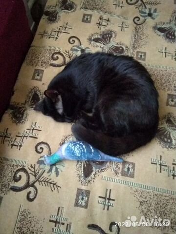 Домашние животные бесплатно кошки