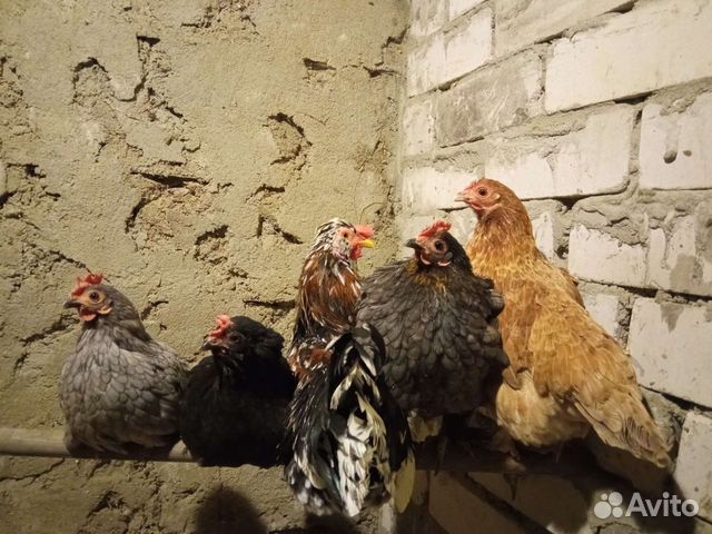 Бентамки, цыплята курочки и петушки