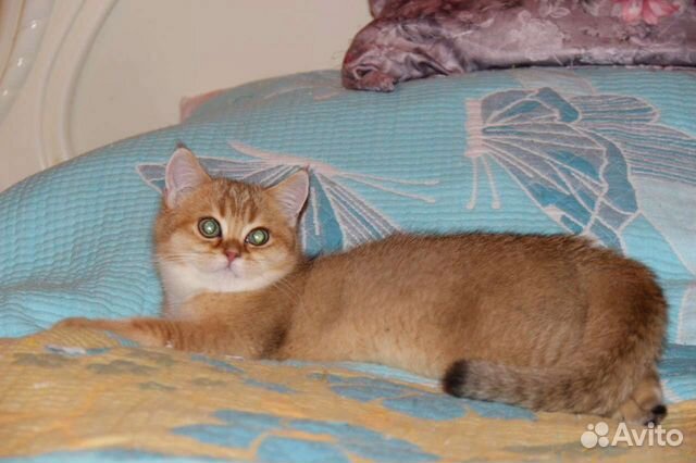 Шотландская кошка