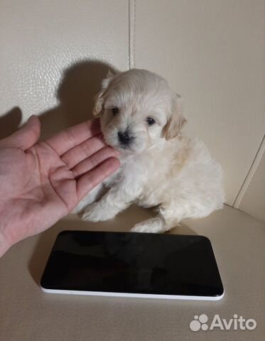 Мальтипу мини микро Пудельки девочки