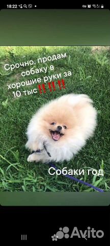 Продам собаку за 10 тыс