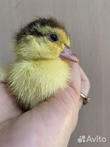 Индоутки инкубационное яйцо