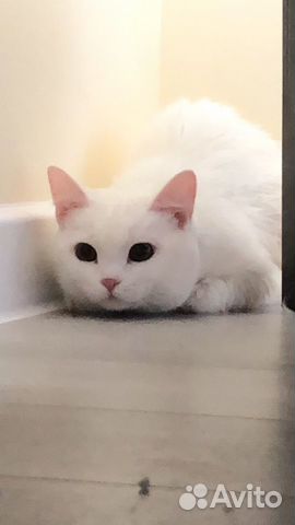 Котенок