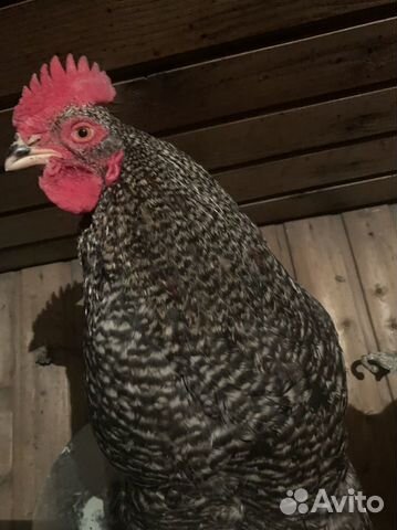 Петушок. Чешский доминант D959, 8 месяцев