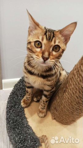 Бенгальская кошечка