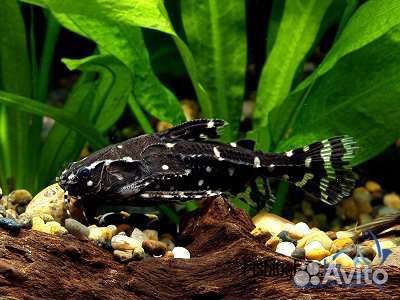 Анциструс звездный