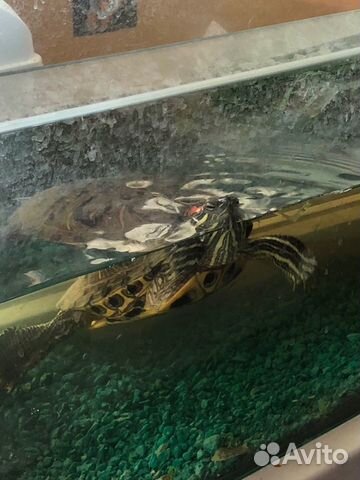 Отдадим черепаху в добрые руки