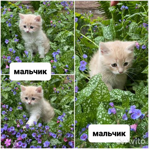 Котята без породы