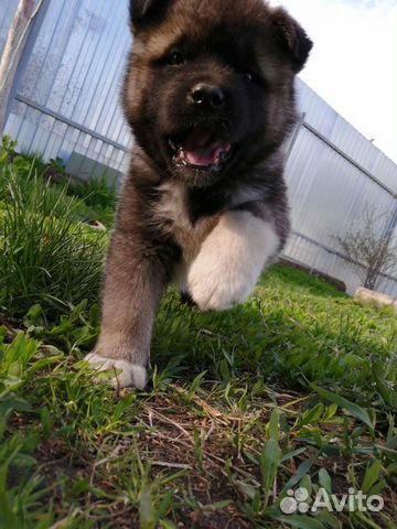 Щенки американской акиты