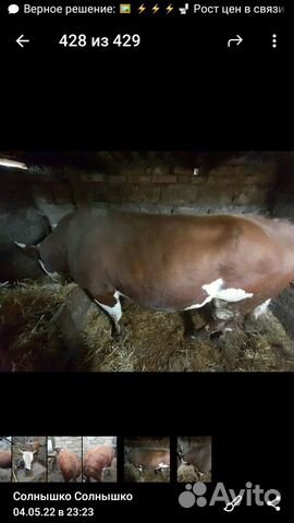 Продажа быка