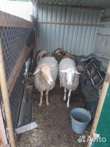 Овцы котные