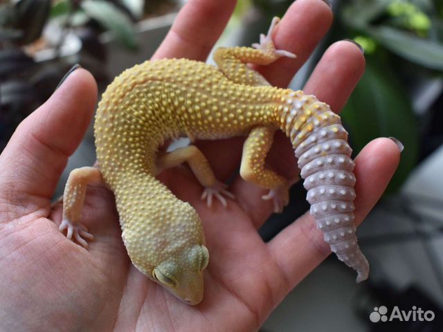 Эублефары Patternless взрослые