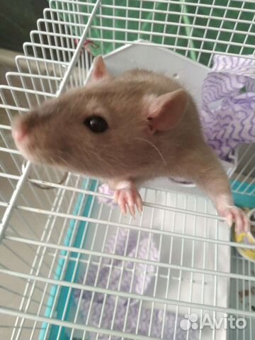 Крыса Пипита бесплатно 4 мес