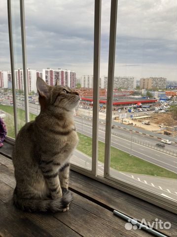 Кошка в дар
