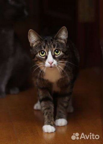 Кошка Эля ищет семью