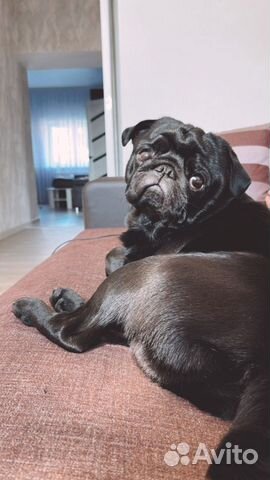 Мопс для вязки