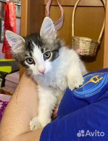 Котята
