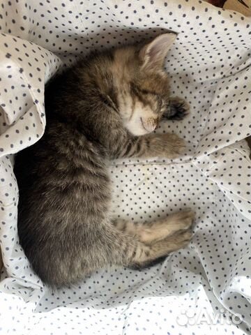 Котёнок в дар