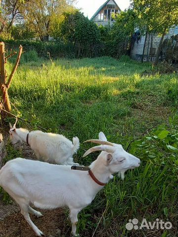 Зааненская дойная коза