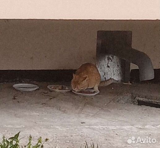 Найден кот, отдадим бесплатно, в добрые руки