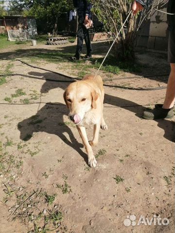 Русская гончая