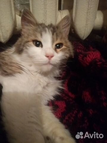 Ищем хозяев кошечке и котятам