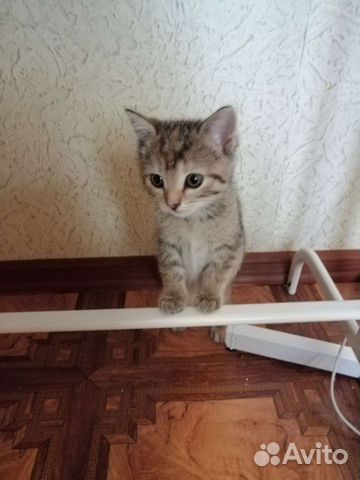 Котята