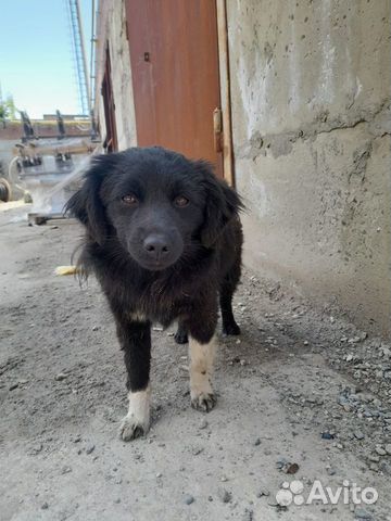 Собака потерялась или ищет нового хозяина