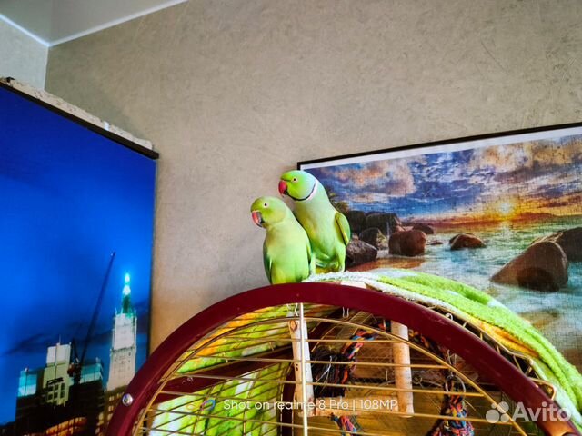 Пара ожереловых попугаев с клеткой и аксессуарами