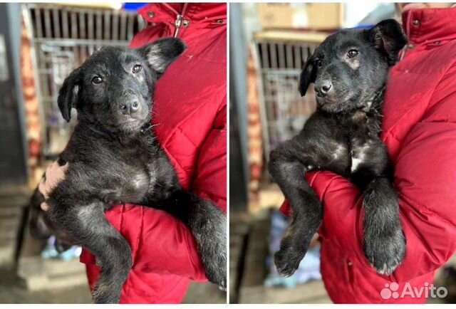 Собака мальчик, Филя ищет дом