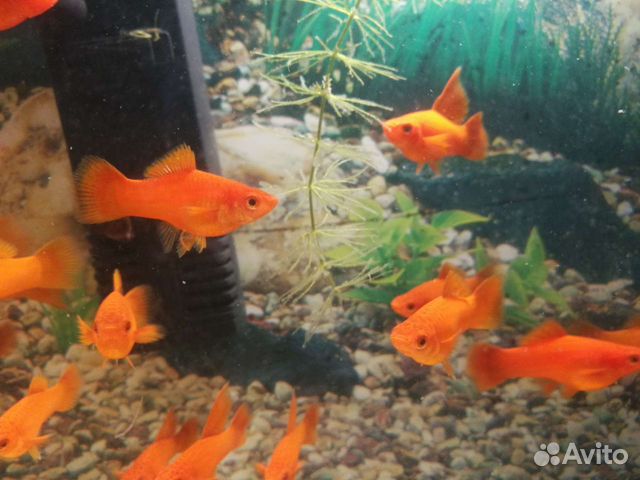 Флаговый меченосец