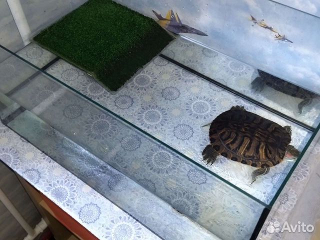 Красноухая черепаха с аквариумом