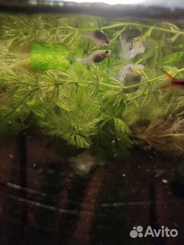 Моллинезия баллон