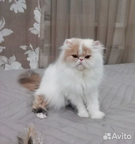 Персидская кошечка