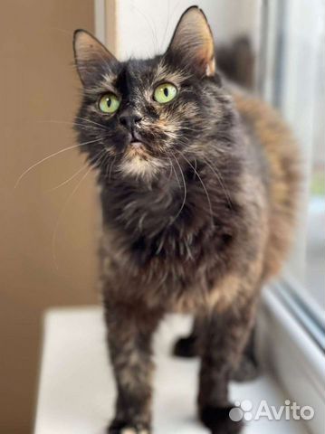 Котодети из приюта ищут своих родителей