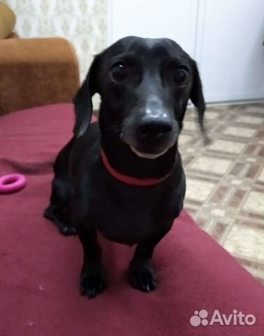 Кроличья такса