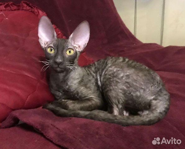 Корниш-рекс котик