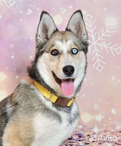 Собака хаски