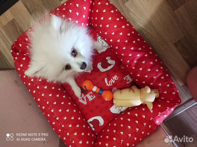 Маленькие собаки породистые