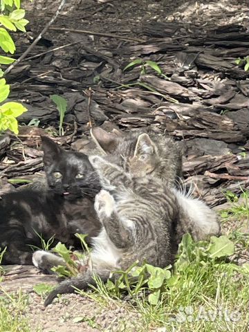 Котята чёрные и шпроты