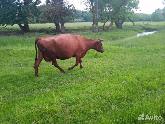 Продается корова глубоко стельная