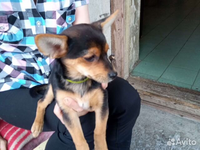 Русский той-терьер