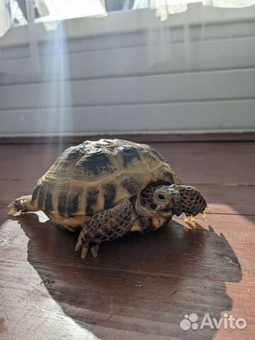 Сухопутная черепаха самка