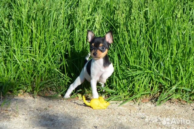 Девочка припевочка той-фокстерьер