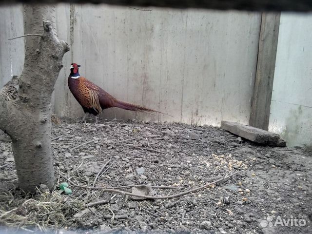 Кавказский Фазан