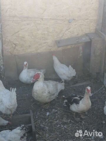 Домашняя птица