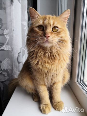 Кошка ищет дом