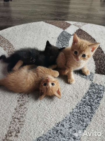 Кошки в добрые руки