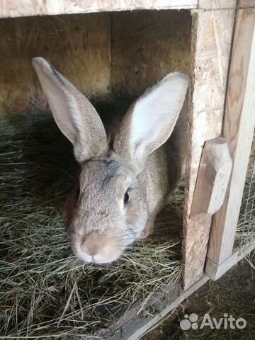 Кролики