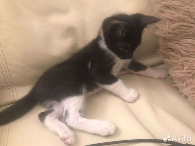 Сибирская ангора бесплатно